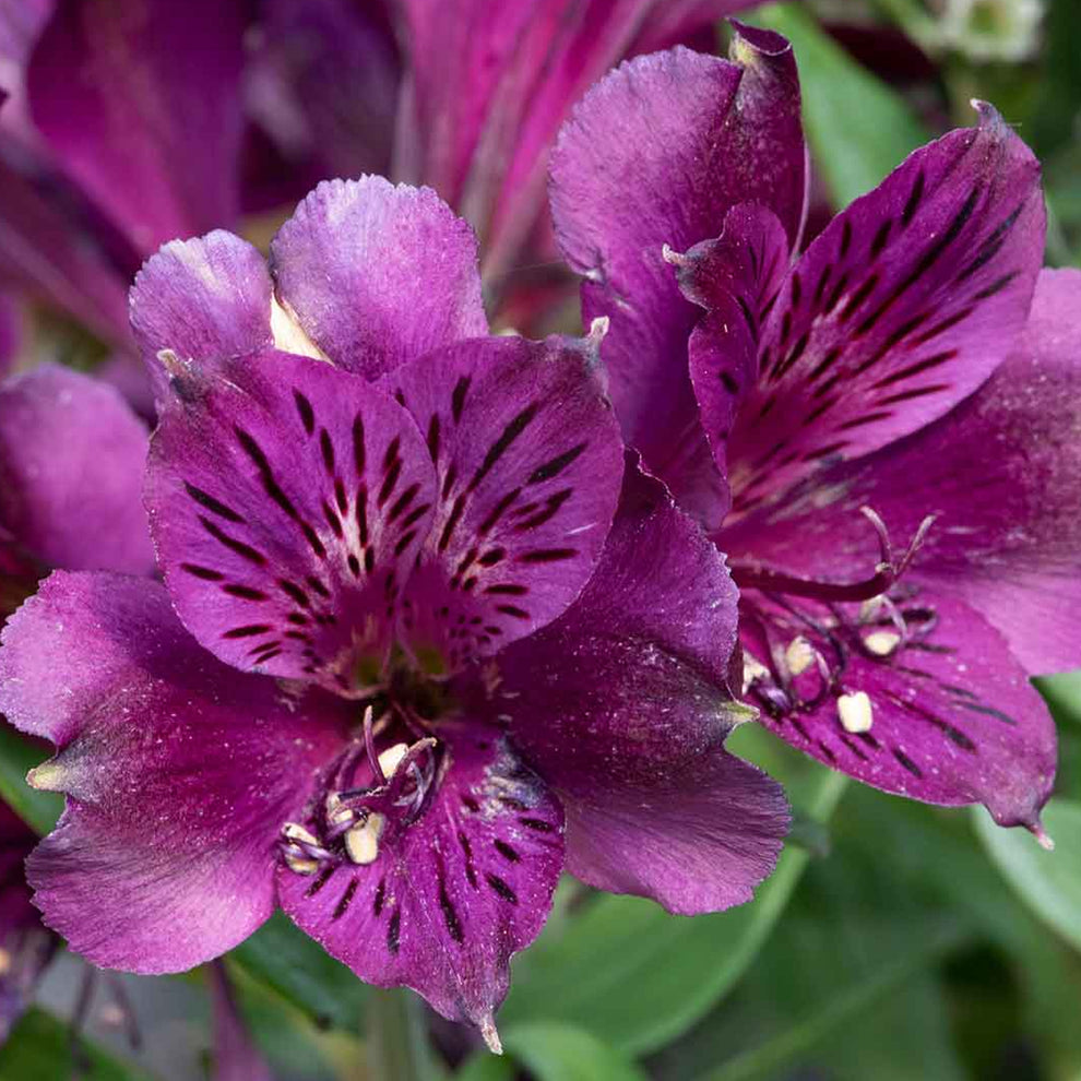 Alstroemeria 'Paraiso' | Peruvian Lily – Gardeners Dream