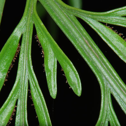 Asplenium bulbiferum | Mother Spleenwort – Gardeners Dream