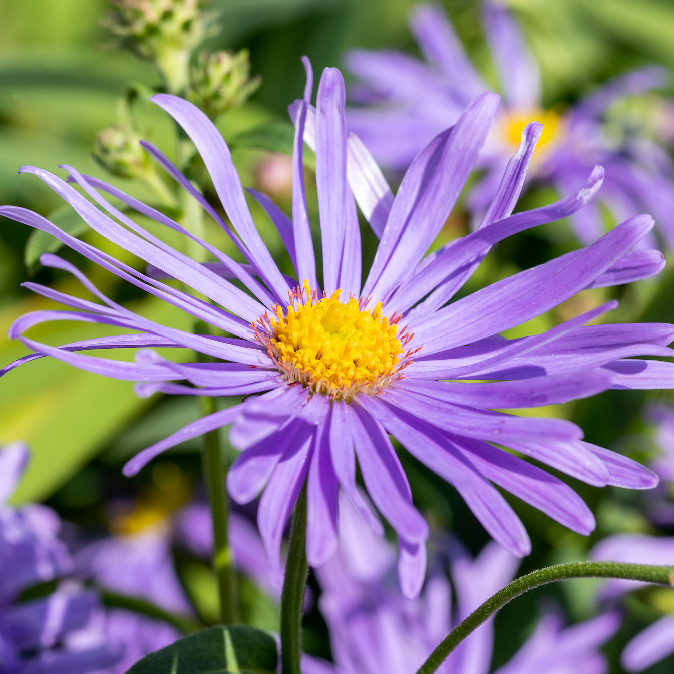 Aster x frikartii 'Mönch' | Michaelmas Daisy – Gardeners Dream