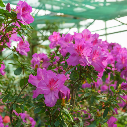 Azalea 'Geisha Purple' | Dwarf Azalea – Gardeners Dream