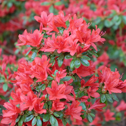 Azalea 'Geisha Red' | Dwarf Azalea – Gardeners Dream