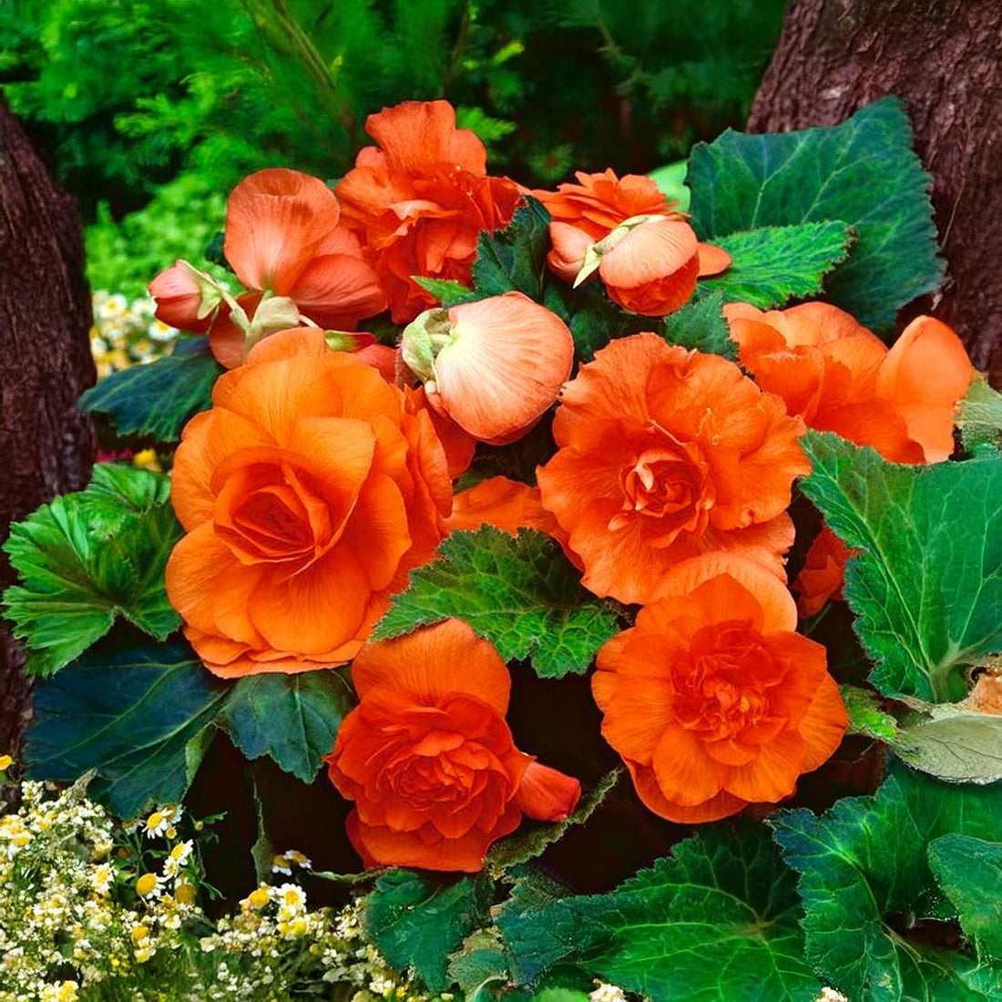 Begonia 'Orange Double', Begonia | Free UK Delivery over £50 ...