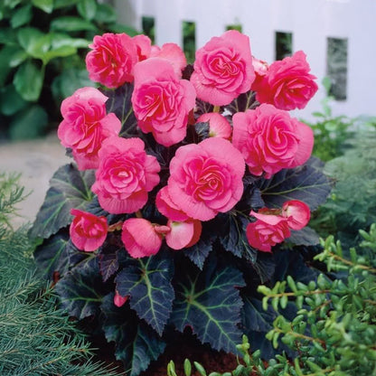 Begonia 'Pink Double', Begonia | Free UK Delivery over £50 – Gardeners ...