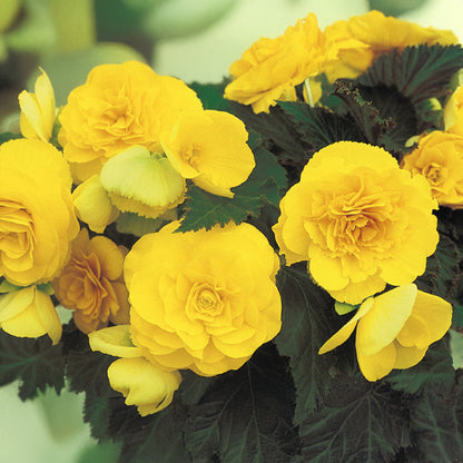 Begonia 'Yellow Double', Begonia | Free UK Delivery over £50 ...
