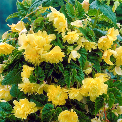Begonia 'Yellow Cascade', Begonia | Free UK Delivery over £50 ...