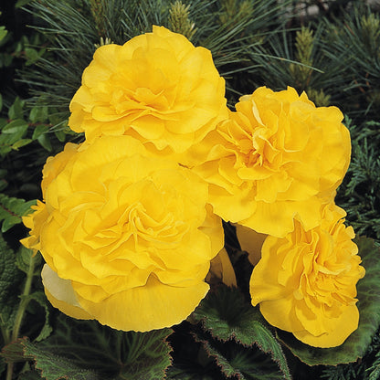 Begonia 'Non-Stop Lemon' | Begonia Tuberous – Gardeners Dream