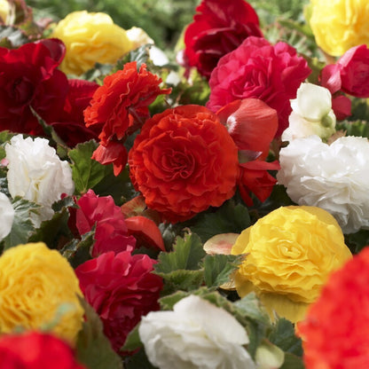 Begonia 'Non-Stop' Mix | Begonia Tuberous – Gardeners Dream