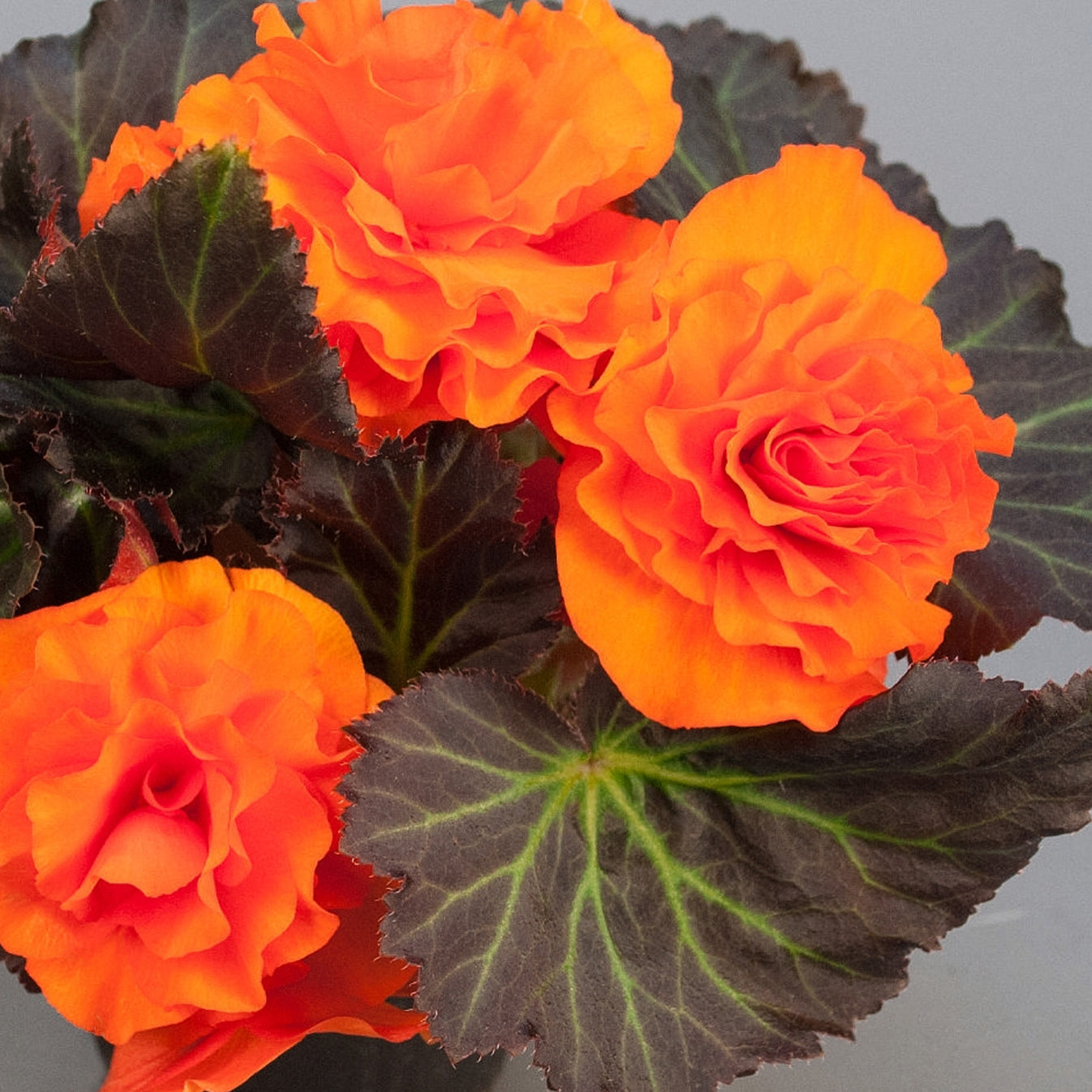 Begonia 'Non-Stop Orange' | Begonia Tuberous – Gardeners Dream