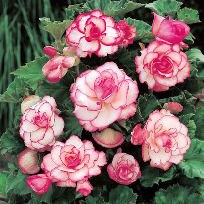 Begonia Rosebud | Garden Bulbs | Free UK Delivery over £50 – Gardeners ...