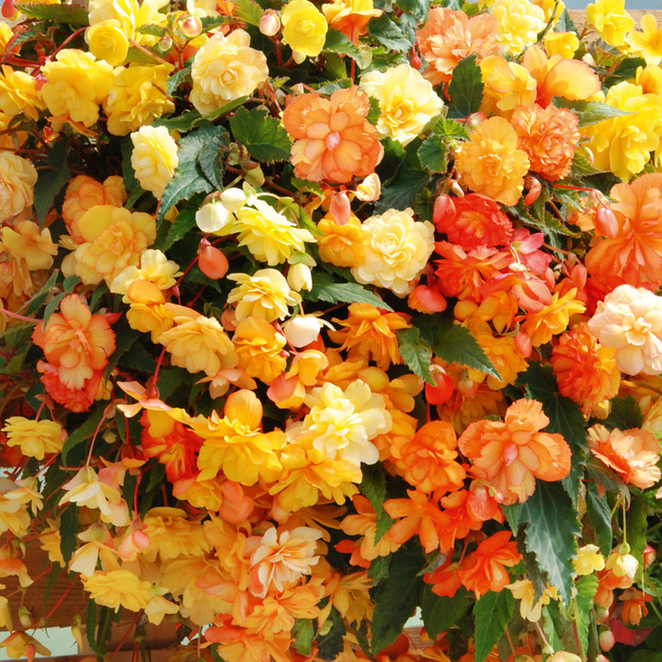 Begonia 'Trailing Apricot Shades' | Begonia Tuberous – Gardeners Dream