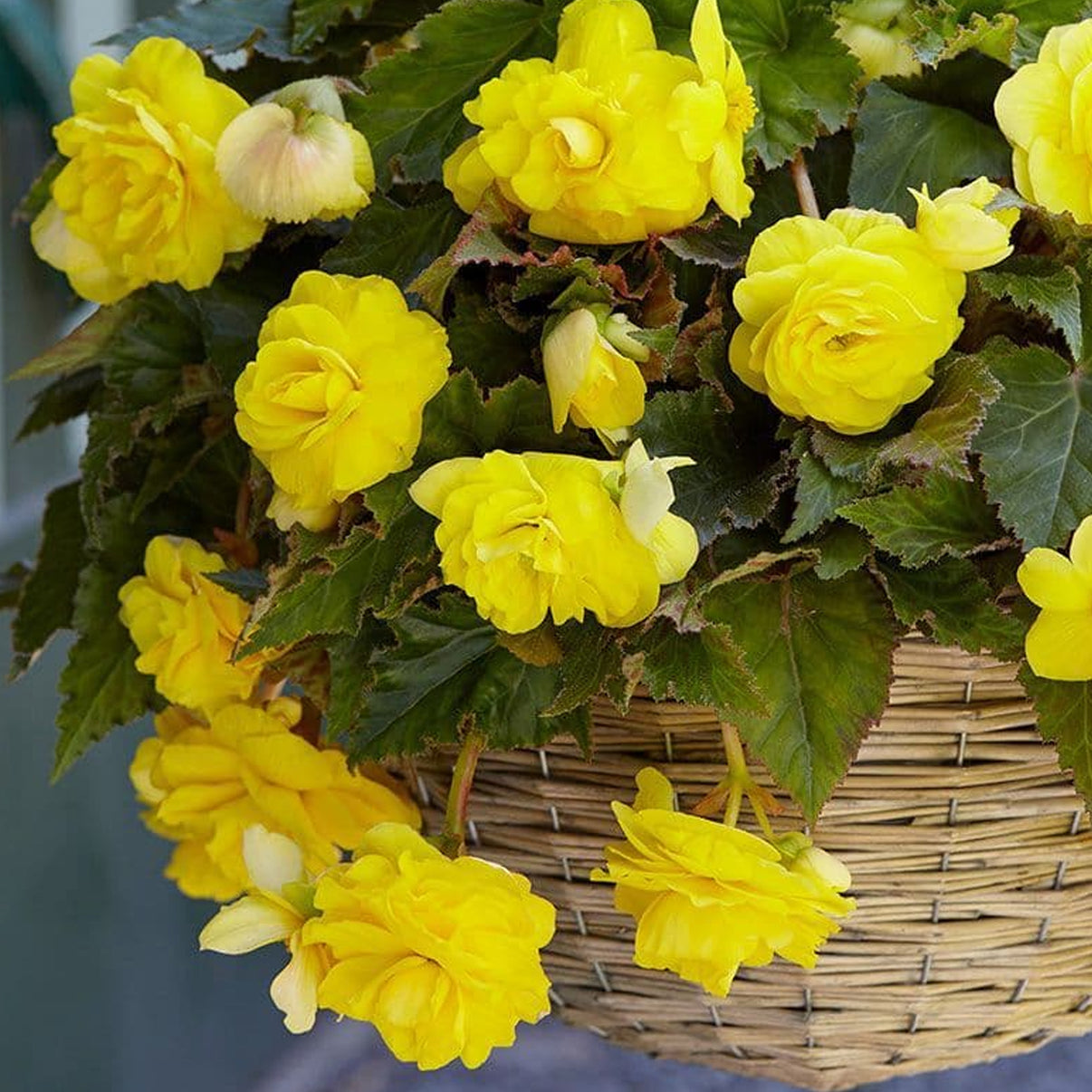 Begonia 'Trailing Lemon' | Begonia Tuberous – Gardeners Dream