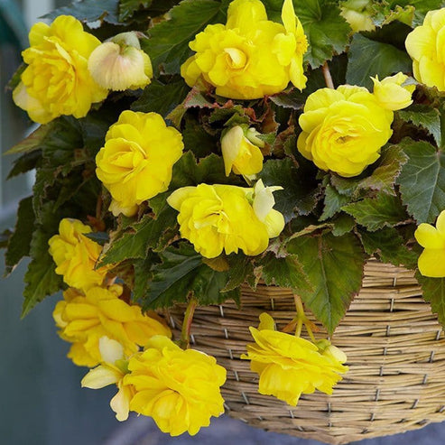 Begonia 'Trailing Lemon' | Begonia Tuberous – Gardeners Dream