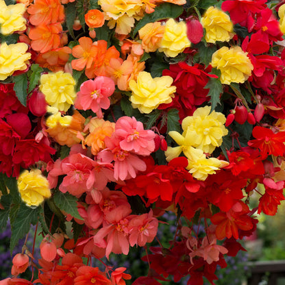 Begonia 'Trailing' Mix | Begonia Tuberous – Gardeners Dream