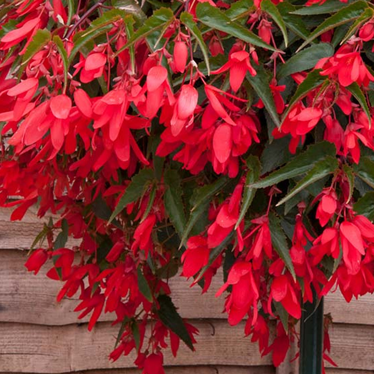 Begonia 'Trailing Scarlet' | Begonia Tuberous – Gardeners Dream