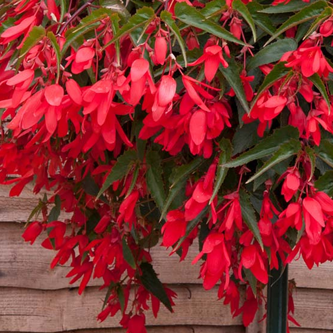 Begonia 'Trailing Scarlet' | Begonia Tuberous – Gardeners Dream