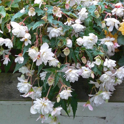 Begonia 'Trailing White' | Begonia Tuberous – Gardeners Dream
