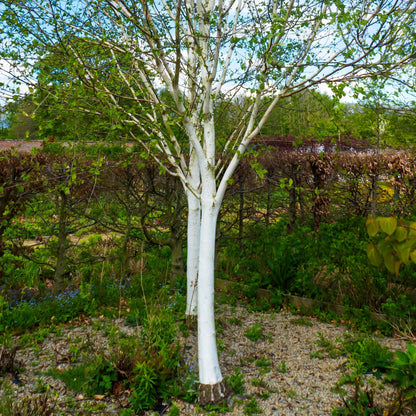 Betula 'Snow Queen' | Himalayan Birch Tree – Gardeners Dream