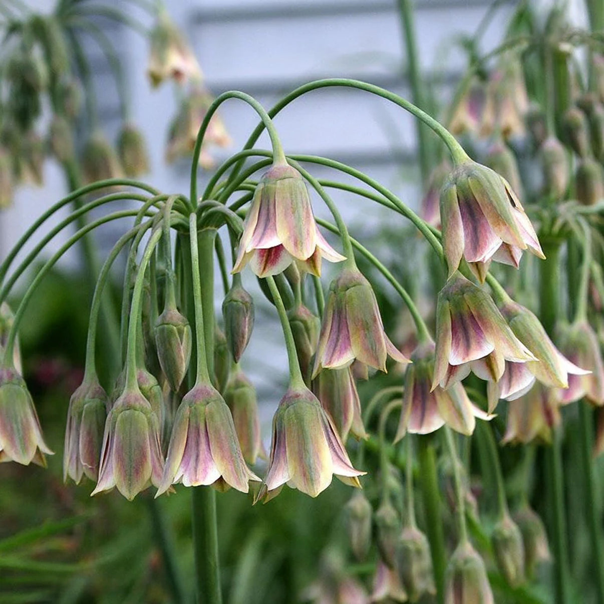 Allium siculum | Sicilian Honey Garlic – Gardeners Dream