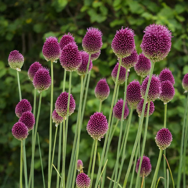 Allium sphaerocephalon | Round-Headed Leek – Gardeners Dream