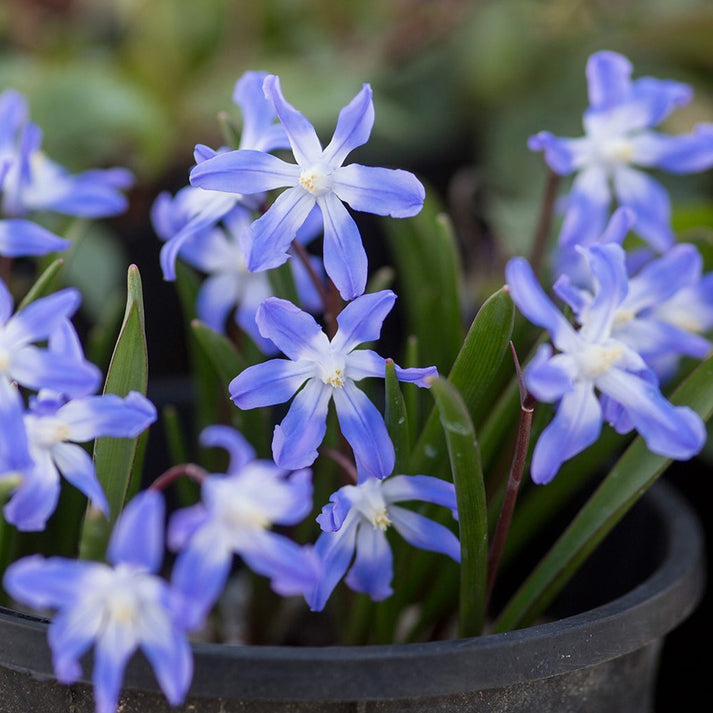 Chionodoxa luciliae | Glory of the Snow – Gardeners Dream
