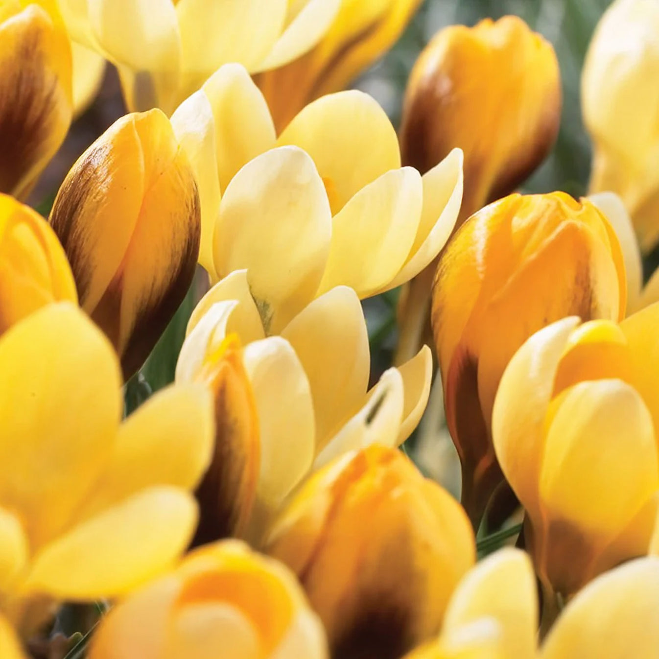 Crocus 'Romance' | Early Crocus – Gardeners Dream