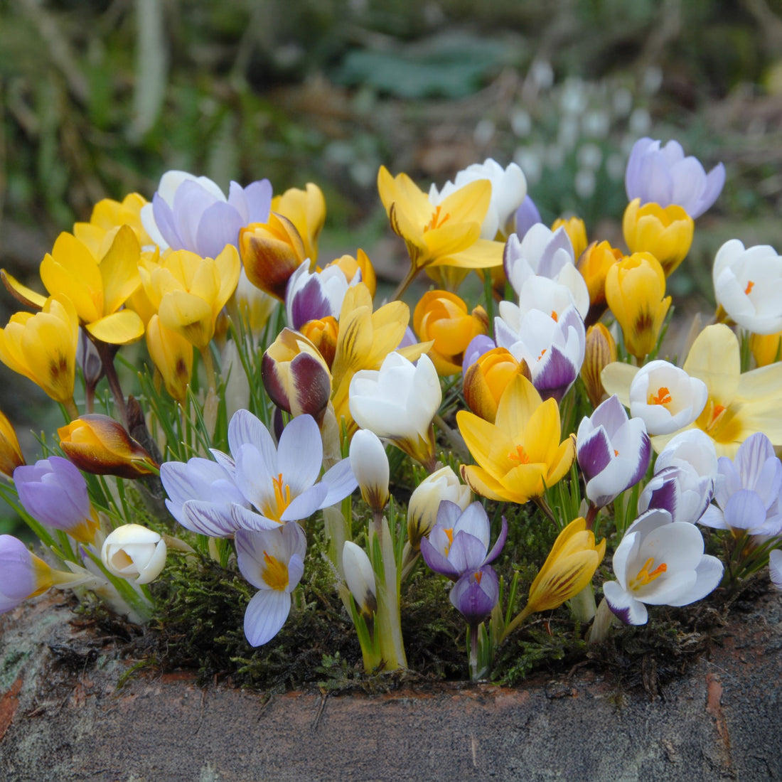 Crocus Species Garden Mix | Species Crocus – Gardeners Dream