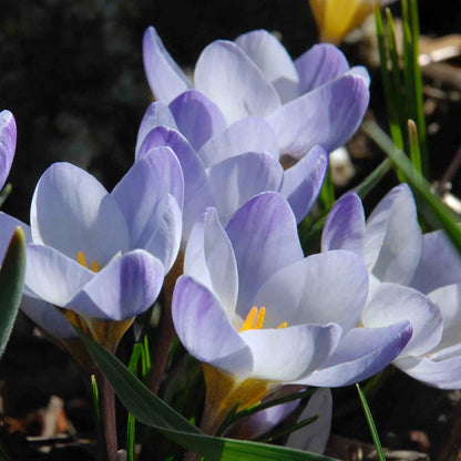 Crocus biflorus 'Blue Pearl' | Early Crocus – Gardeners Dream