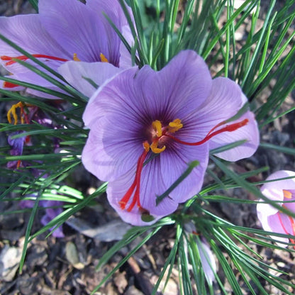 Crocus sativus | Saffron Crocus – Gardeners Dream