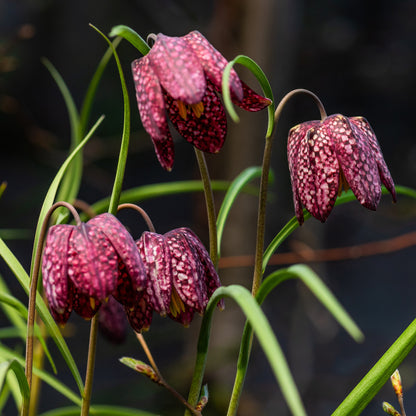 Fritillaria meleagris Garden Mix | Snake's Head Fritillary – Gardeners ...