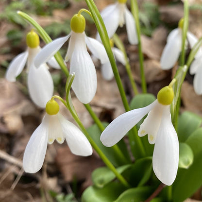 Galanthus woronowii | Giant Snowdrop – Gardeners Dream