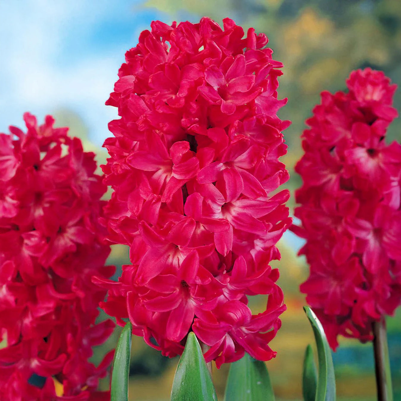 Hyacinthus orientalis 'Jan Bos' | Hyacinth – Gardeners Dream