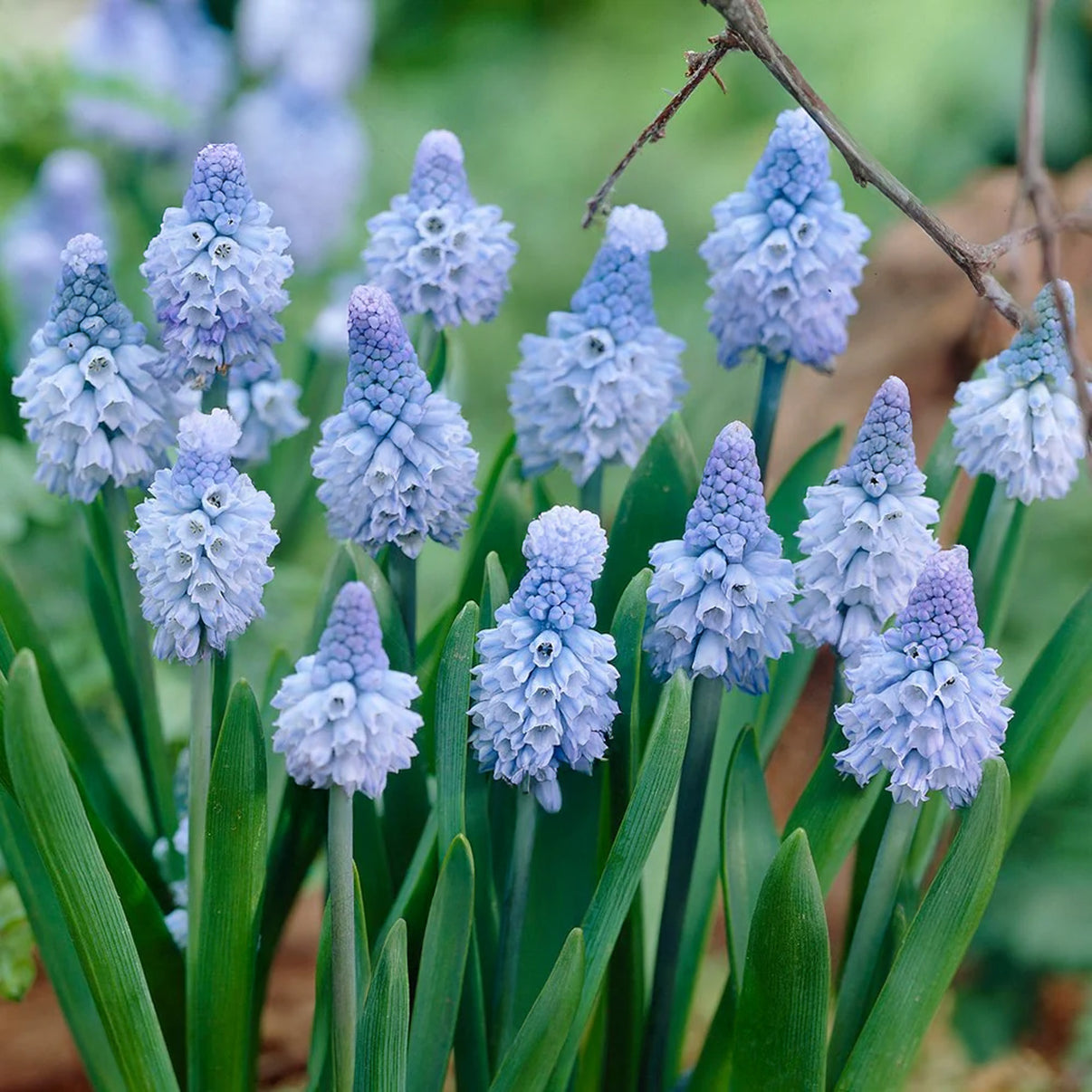 Muscari azureum | Grape Hyacinth – Gardeners Dream