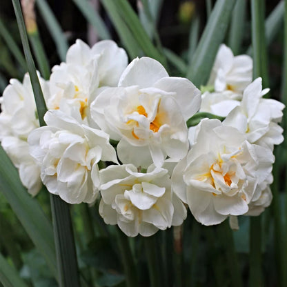 Narcissus 'Cheerfulness' | Double Daffodil – Gardeners Dream