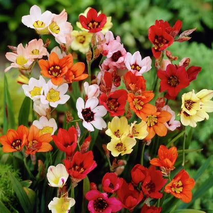 Sparaxis Garden Mix | Harlequin Flower – Gardeners Dream