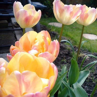 Tulip 'Crème Upstar' | Double Late Tulip – Gardeners Dream