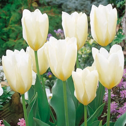 Tulip 'White Emperor' | Fosteriana Tulip – Gardeners Dream