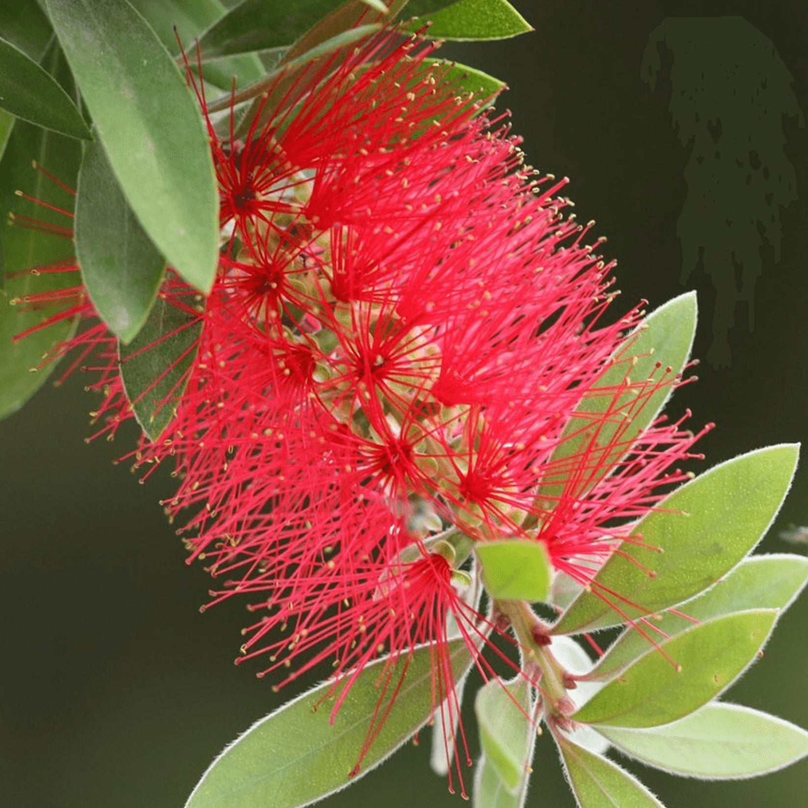 Callistemon 'Inferno' | Bottlebrush – Gardeners Dream