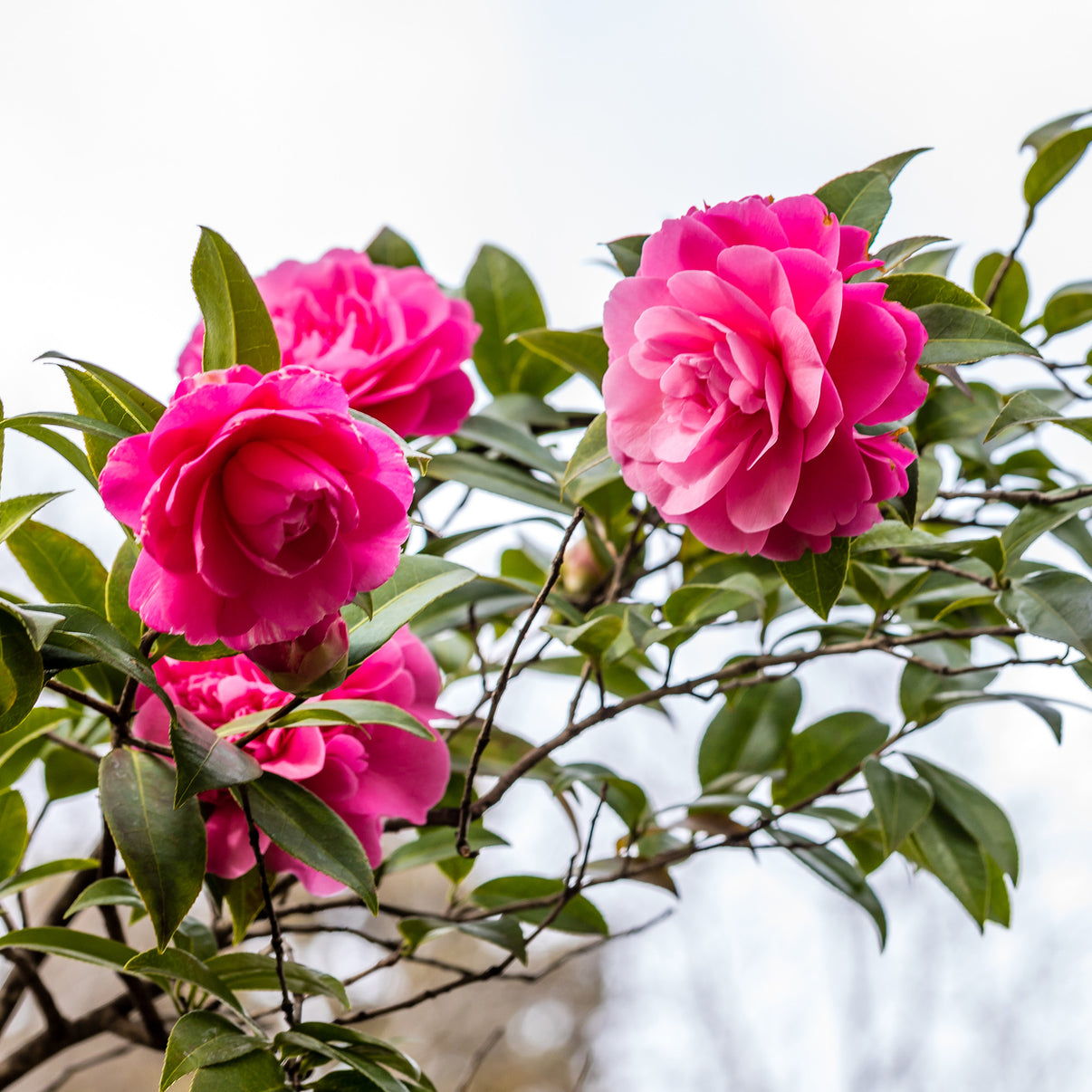 Camellia 'Debbie' | Common Camellia – Gardeners Dream