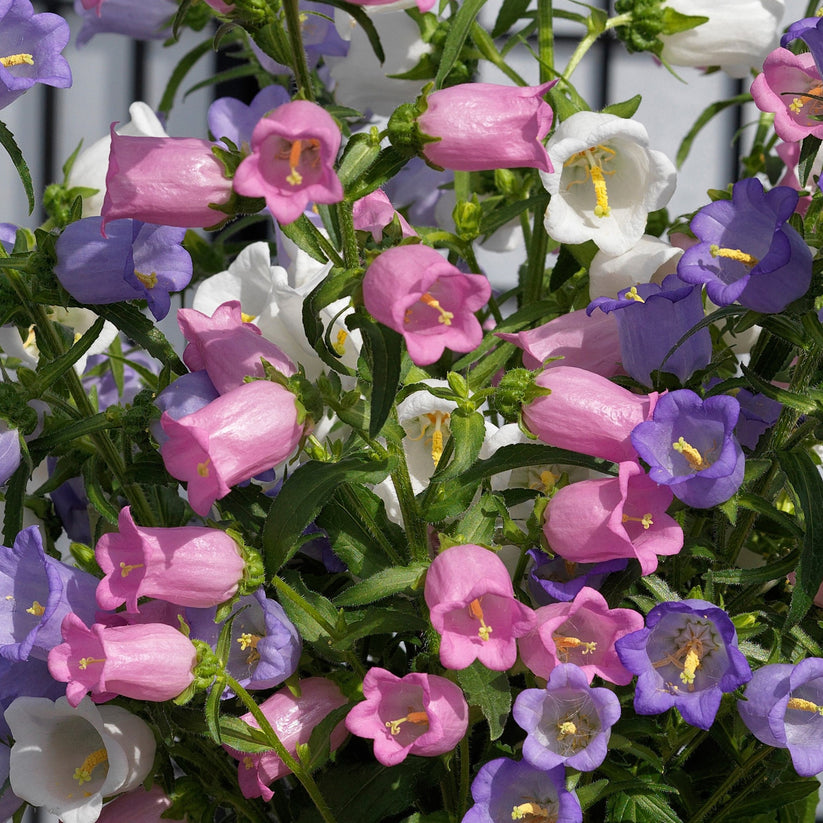 Campanula Mix | Bellflower – Gardeners Dream
