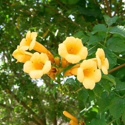 Campsis 'Flava' | Yellow Trumpet Vine – Gardeners Dream