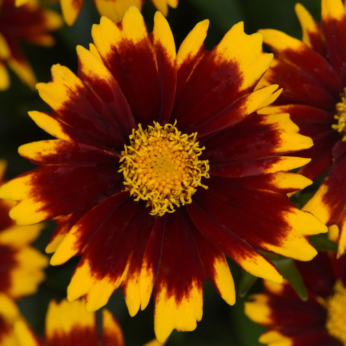Coreopsis 'UpTick Red' | Tickseed – Gardeners Dream