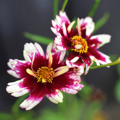 Coreopsis 'Ruby Frost' | Tickseed – Gardeners Dream