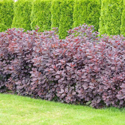 Cotinus 'Lilla' | Free UK Delivery Over £50 – Gardeners Dream