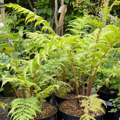 Cyathea cooperi | Lacy Tree Fern – Gardeners Dream