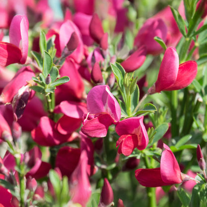 Cytisus 'Boskoop Ruby' | Broom Plant – Gardeners Dream