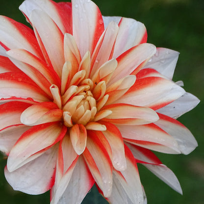 Dahlia Dynamite Bulbs - Vivid Red and White Summer Flowers – Gardeners ...