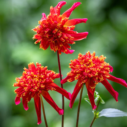 Dahlia Octopus Sparkle Bulbs - Unusual Summer Flowers – Gardeners Dream