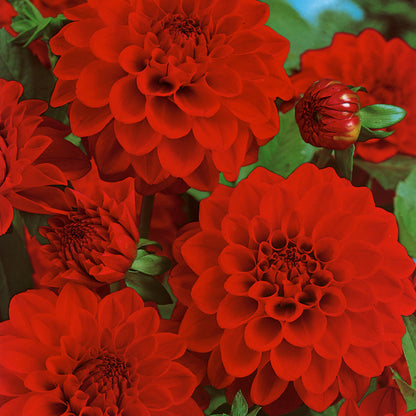 Dahlia Red Cap Bulbs - Bright Red Pompom Summer Flowers – Gardeners Dream