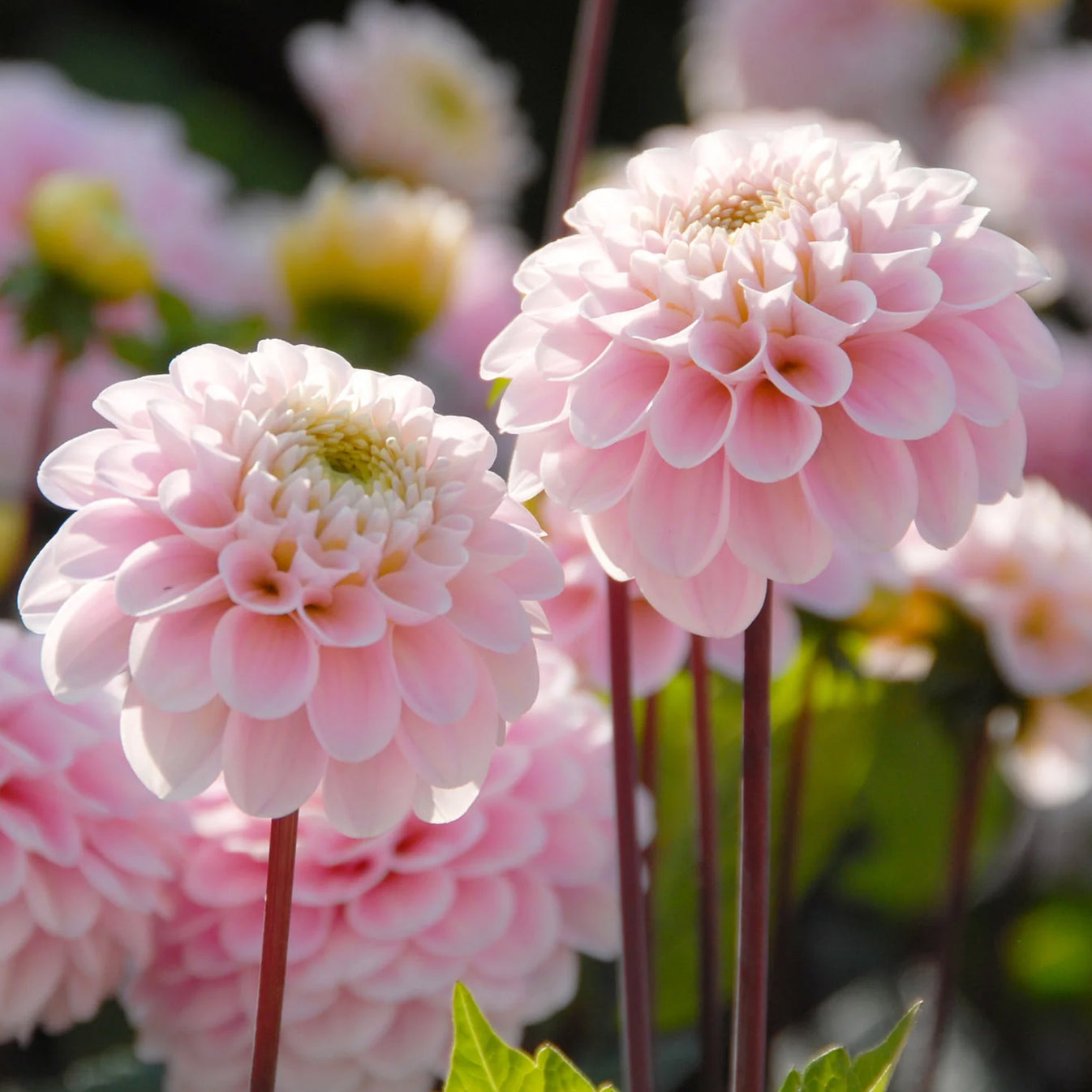 Dahlia Wizard of Oz Bulbs - Soft Pink Pompom Summer Flowers – Gardeners ...