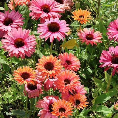 Echinacea 'SunSeekers Rainbow' | Coneflower – Gardeners Dream